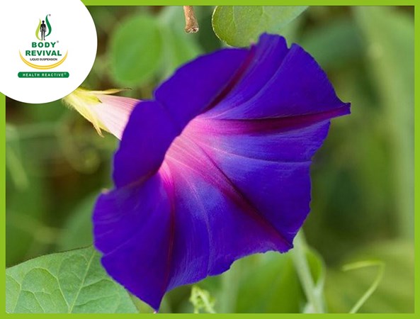 Shankhpushpi Plant – How To Use Flower, Leaves, Roots & Seed For Health