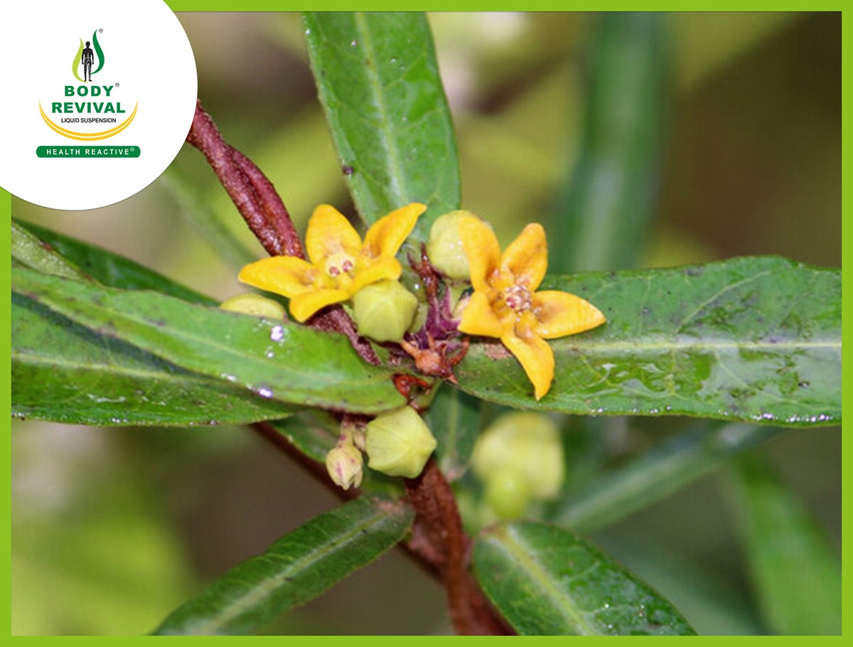 Sarsaparilla (Anantamul) : Benefits, Risks, Dose & Side Effects